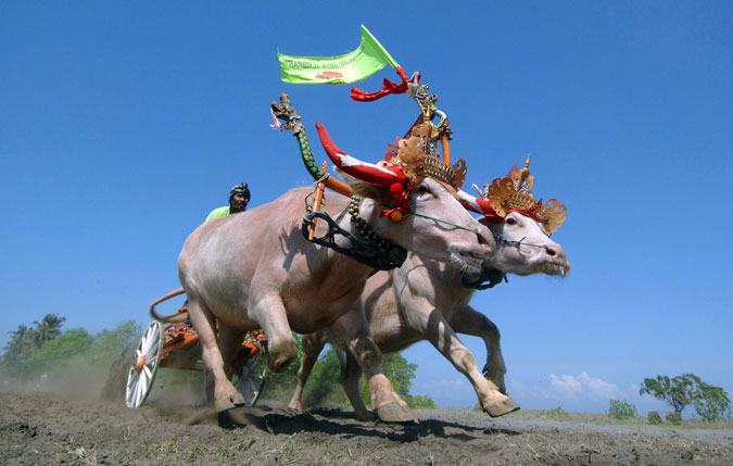 Photo of the Day: Balinese Bull Race | Asia Society